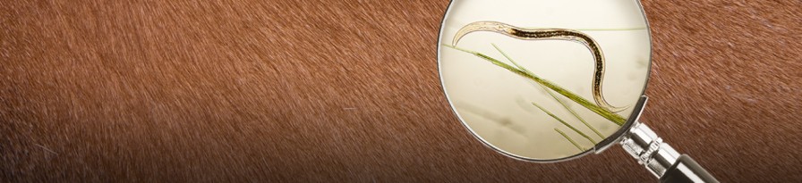 How do you know if your cattle have parasites? | Boehringer Ingelheim