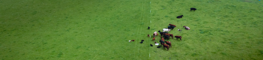 Effective management practices for parasite control in cattle ...