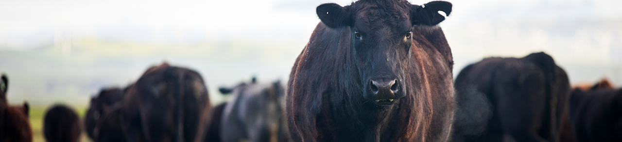 Treatment options for parasite control in cattle | Boehringer Ingelheim CA