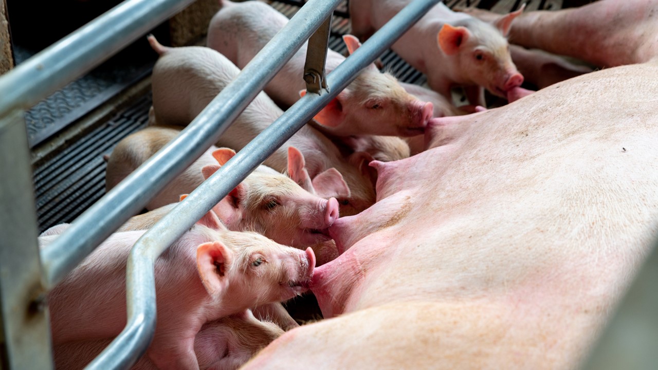 Swine | Boehringer Ingelheim CA