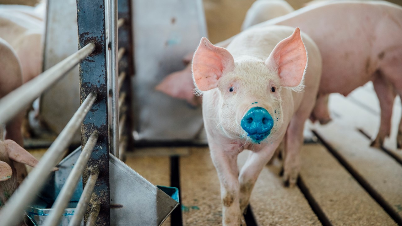 Swine Health | Boehringer Ingelheim CA