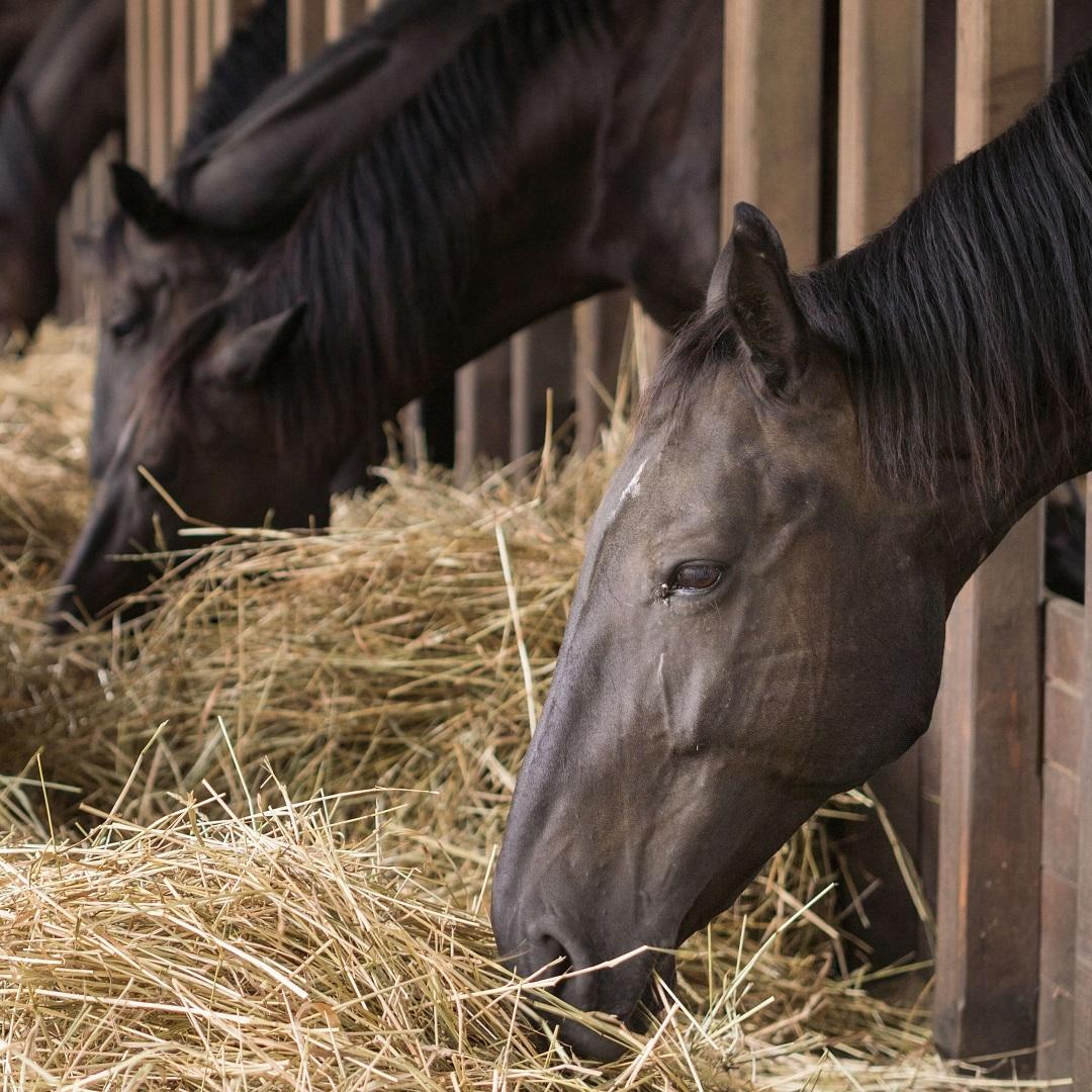 Chevaux | Boehringer Ingelheim CA