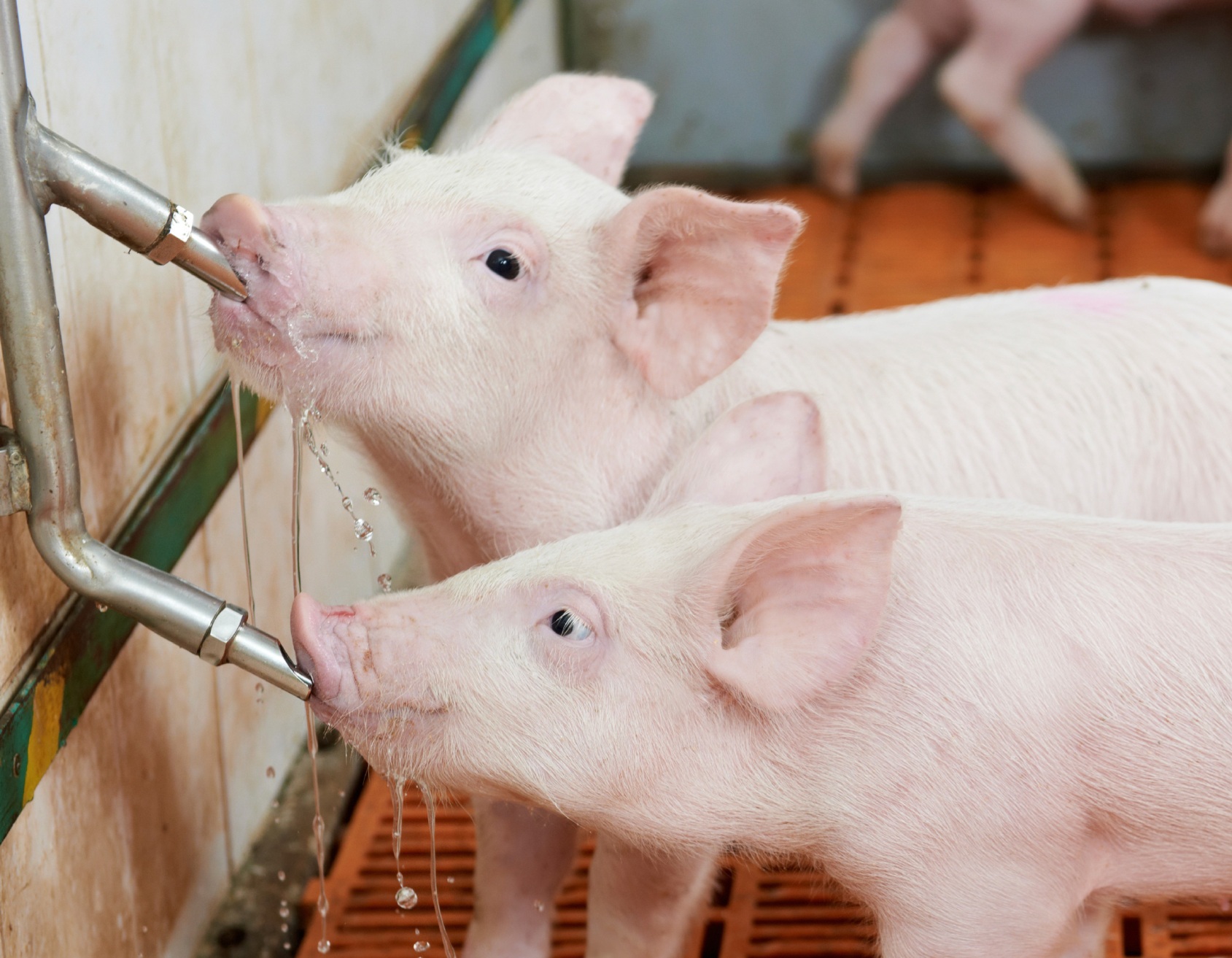 Santé animale | Animaux d’élevage | Porcs | Boehringer Ingelheim