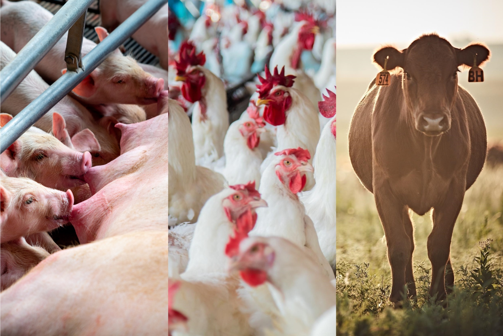 Animaux d’élevage | Boehringer Ingelheim CA