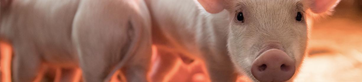 Ingelvac CircoFLEX® : le vaccin en santé animale ayant remporté le plus ...