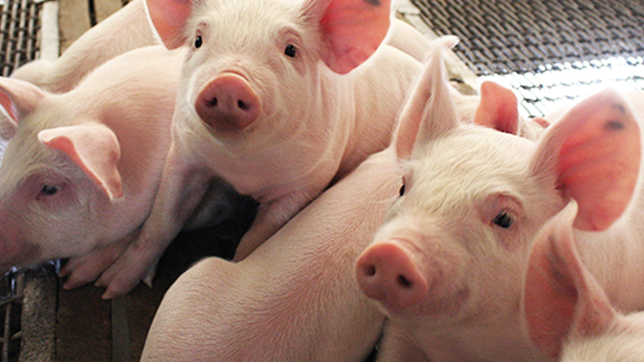 Porcs | Boehringer Ingelheim CA