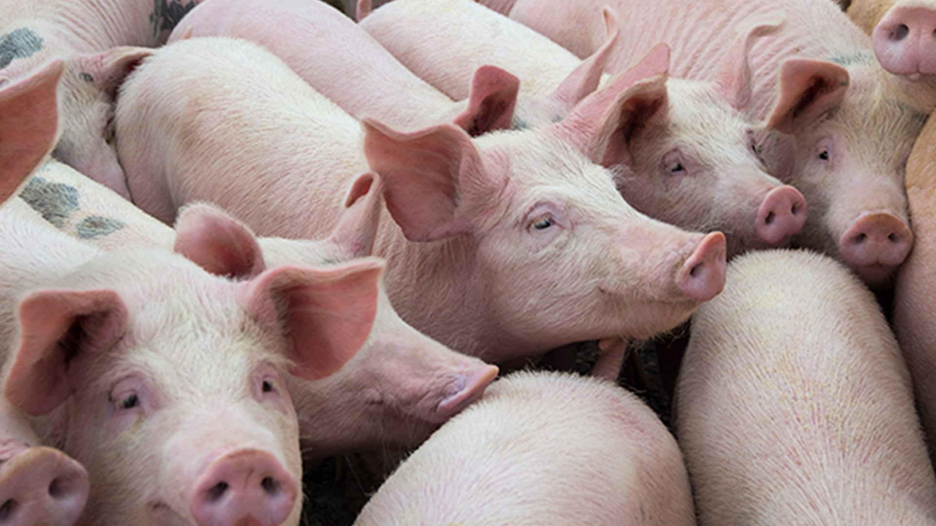 Porcs | Boehringer Ingelheim CA