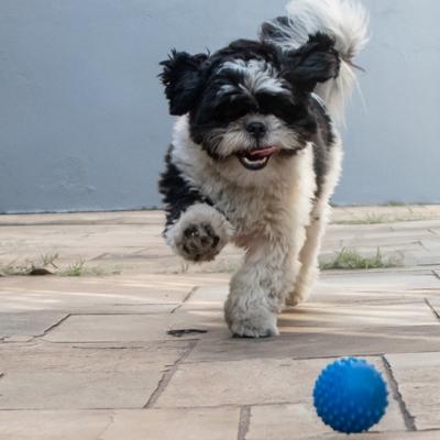 Verantwortung in der Tiergesundheit | Boehringer Ingelheim