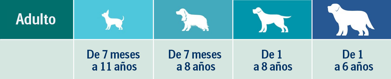 Diferentes etapas de la vida perros salud preventiva | Boehringer Ingelheim