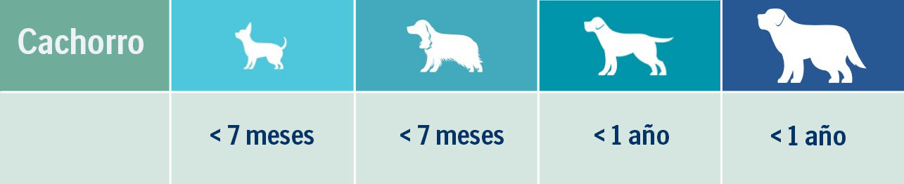 Diferentes etapas de la vida perros salud preventiva | Boehringer Ingelheim