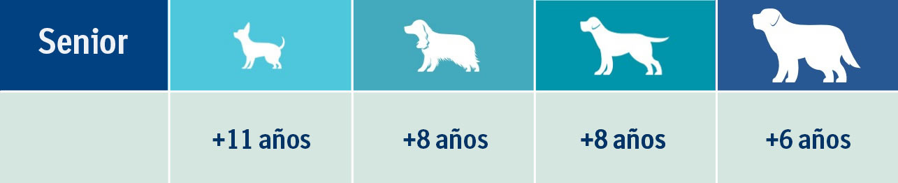 Diferentes etapas de la vida perros salud preventiva | Boehringer Ingelheim