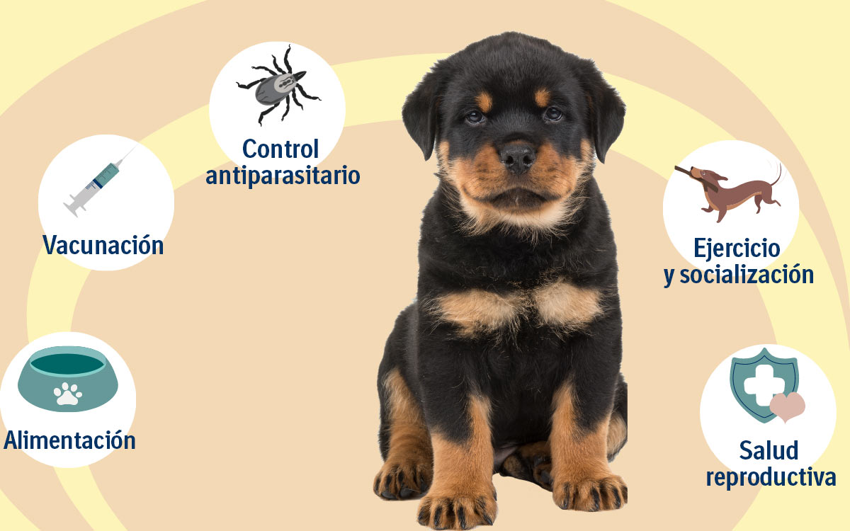 Cómo Afectan Los Perros A La Salud Humana