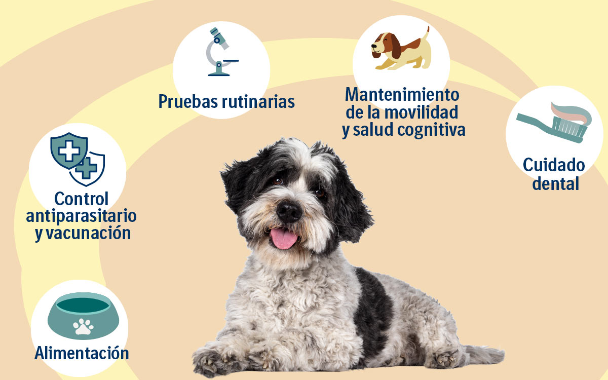 Los Perros Se Relacionan Con Otros Perros