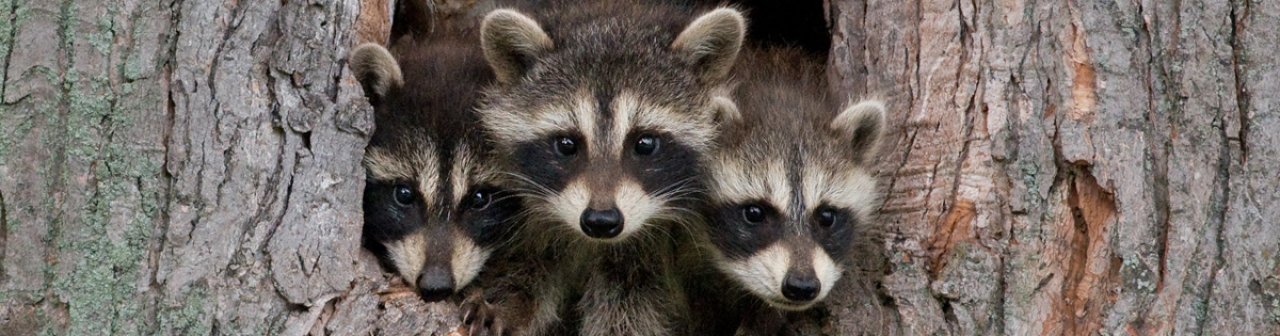 La rage et la faune sauvage : 5 choses que vous devez savoir ...