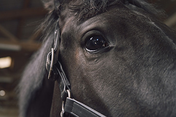 Chevaux | Boehringer Ingelheim