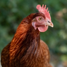 Spotlight On Poultry Chicken Trends | Boehringer Ingelheim IN