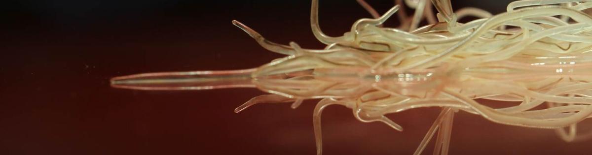 Heartworms In Humans Frontiers | Heartworm Disease (Dirofilaria