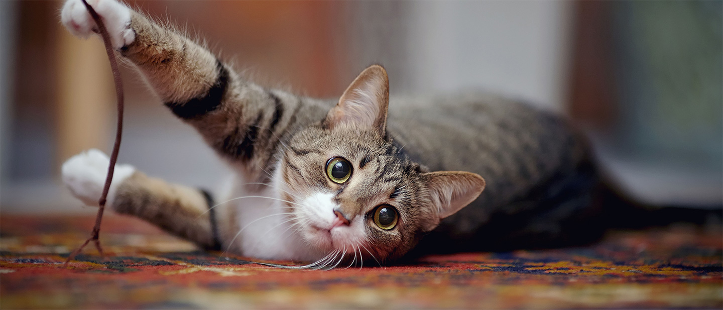 A History & Journey Of The Domestic Cat | Boehringer Ingelheim IN