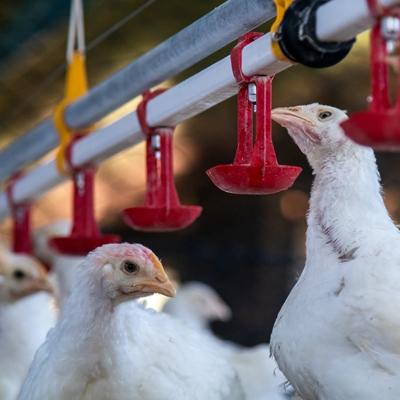 Vectored Vaccines For Poultry | Boehringer Ingelheim IN