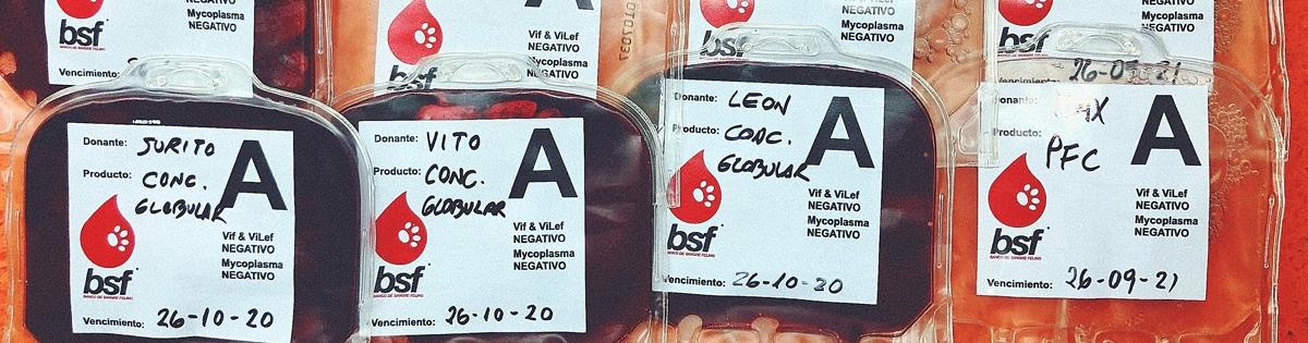 Feline Blood Banks | Boehringer Ingelheim IN