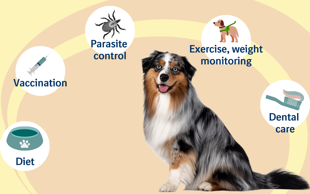 Preventive Health for Dog Life Stages | Boehringer Ingelheim IN