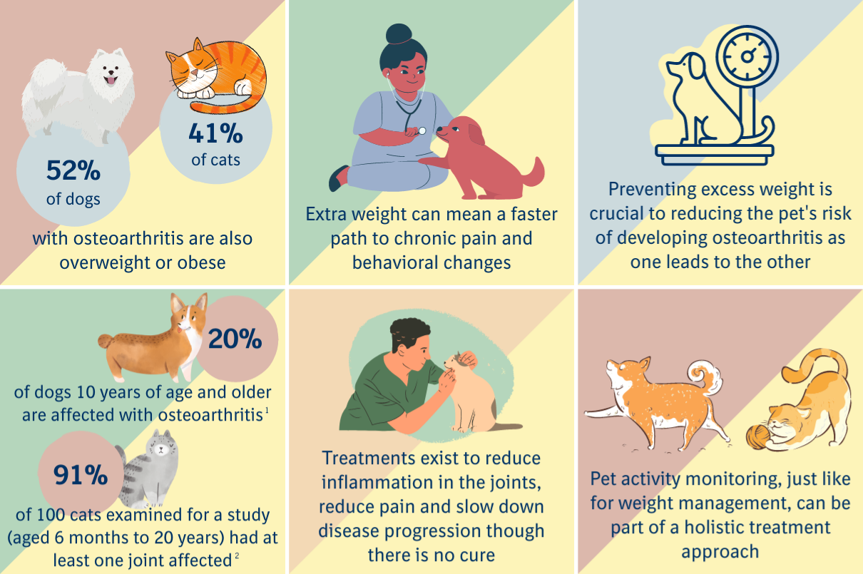 Obesity In Pets: A Blind Spot | Boehringer Ingelheim IN