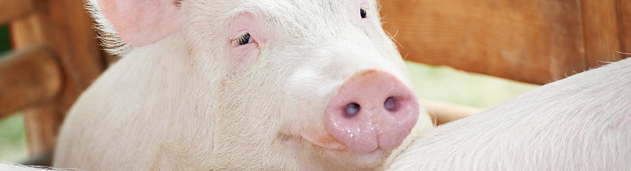 Suini | Boehringer Ingelheim IT