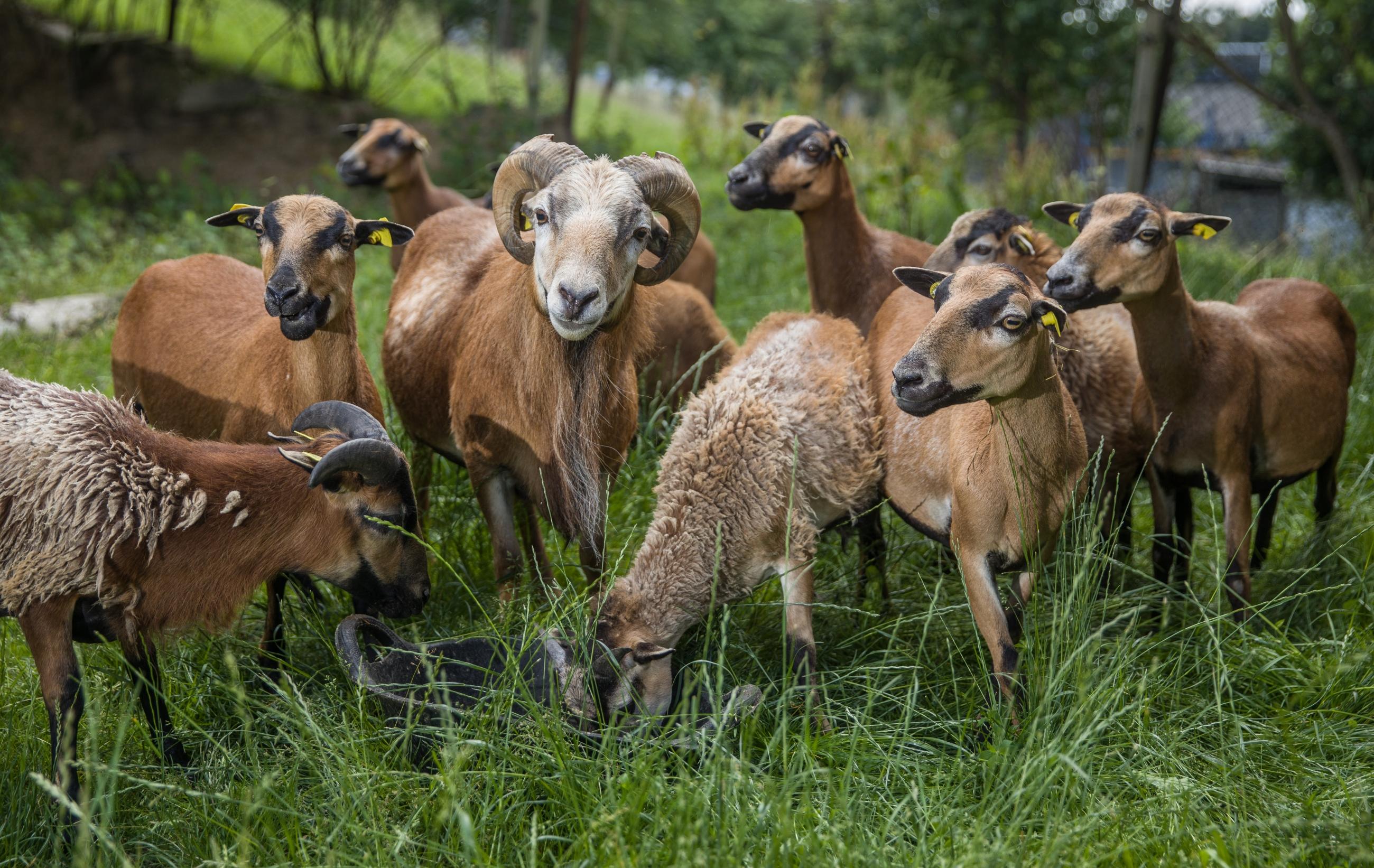 Ruminants | Boehringer Ingelheim