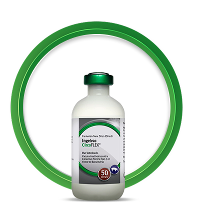 Ingelvac CircoFLEX® | Boehringer Ingelheim