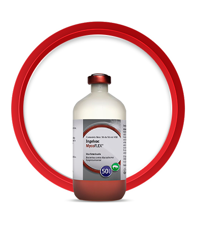 Ingelvac MycoFLEX® | Boehringer Ingelheim
