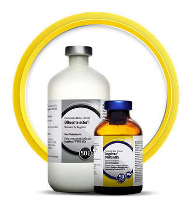 Ingelvac® PRRS MLV | Boehringer Ingelheim