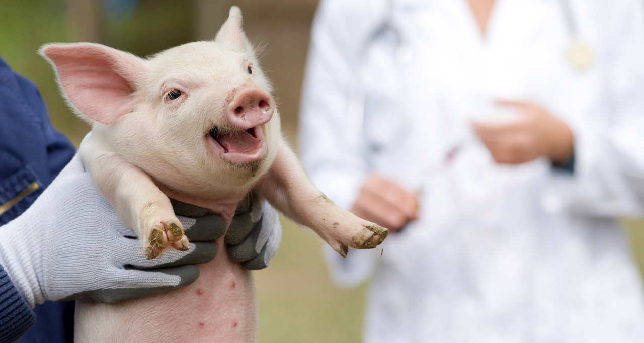 Varken | Boehringer Ingelheim Netherland