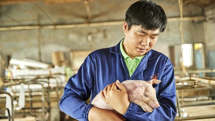 Porcinos | Boehringer Ingelheim SA