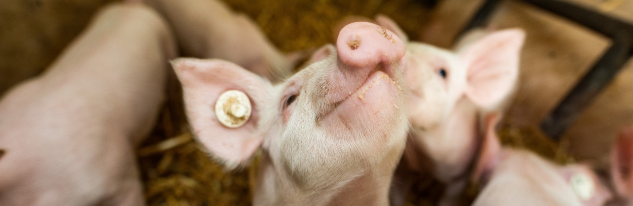 Innovación en porcicultura con FreVAX ™ | Boehringer Ingelheim SA