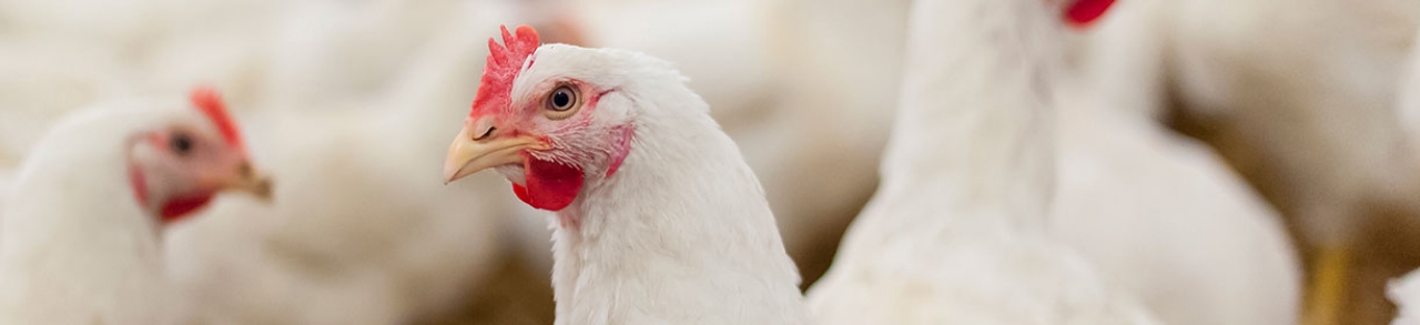 Con PREVEXXION® RN el futuro es ahora | Boehringer Ingelheim SA