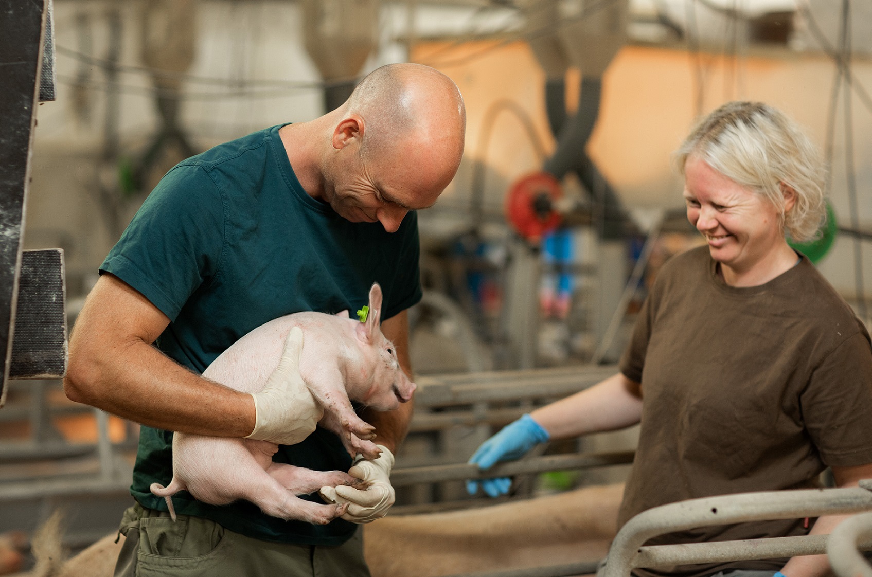 Porcinos | Boehringer Ingelheim SA