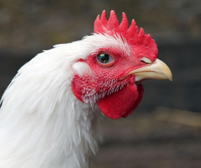 Con PREVEXXION® RN el futuro es ahora | Boehringer Ingelheim SA