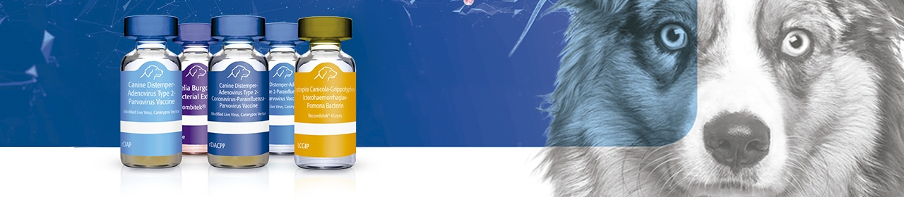 Recombitek significa innovación | Boehringer Ingelheim