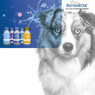 Recombitek significa innovación | Boehringer Ingelheim