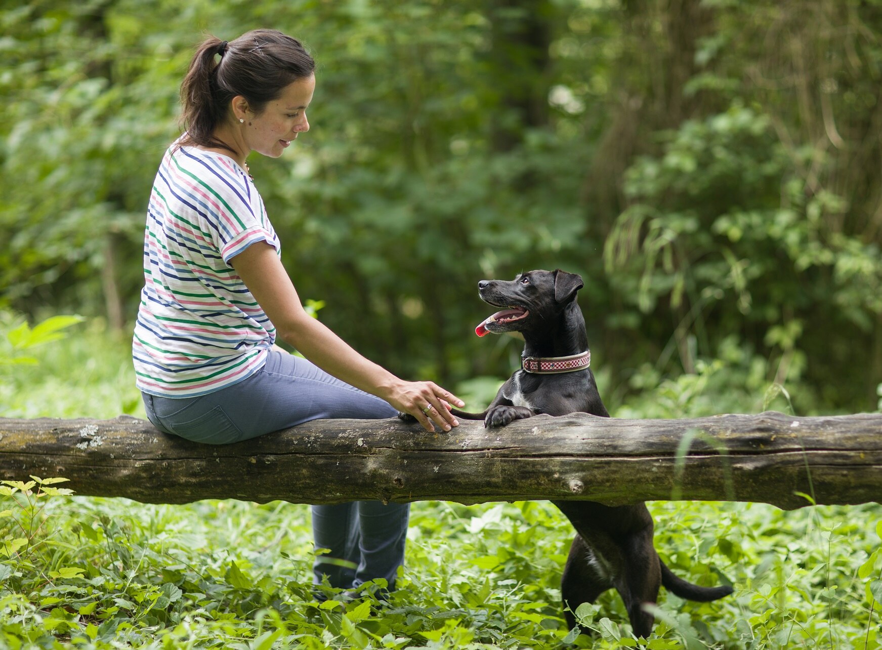Salud Animal | Boehringer Ingelheim