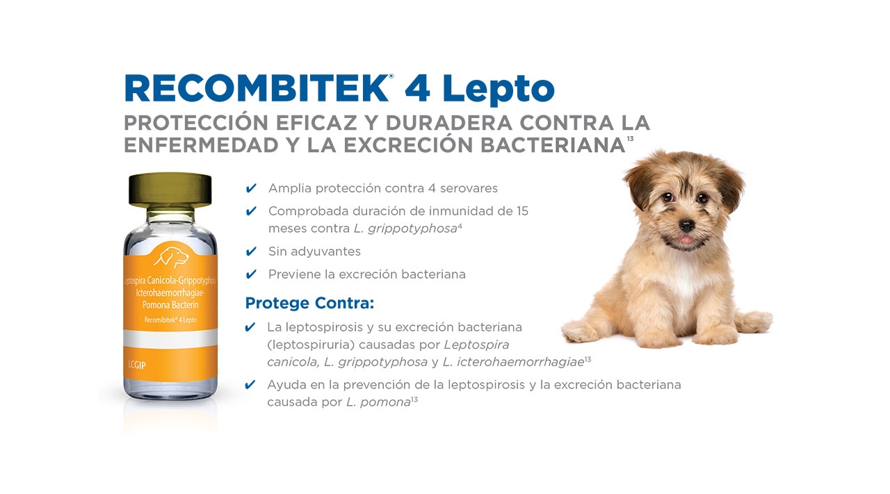Es Necesaria La Vacuna Contra El Lepto Para Los Perros