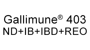 GALLIMUNE® 403 ND+IB+IBD+REO | Boehringer Ingelheim