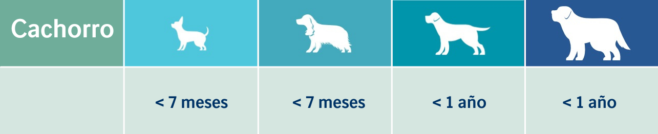 Las distintas etapas de la vida del perro | Boehringer Ingelheim