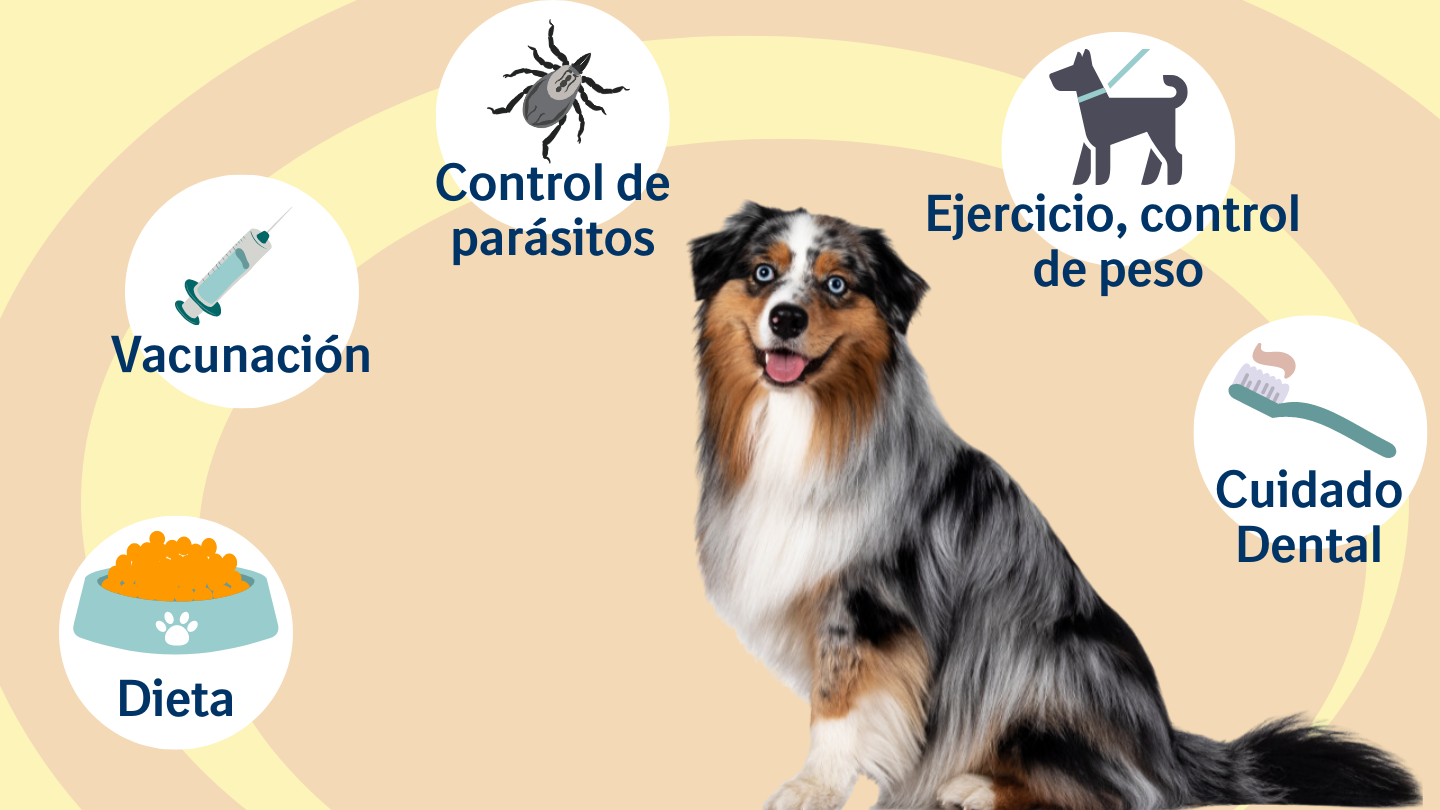 Cronología De La Evolución De Los Perros Las Distintas Etapas De La