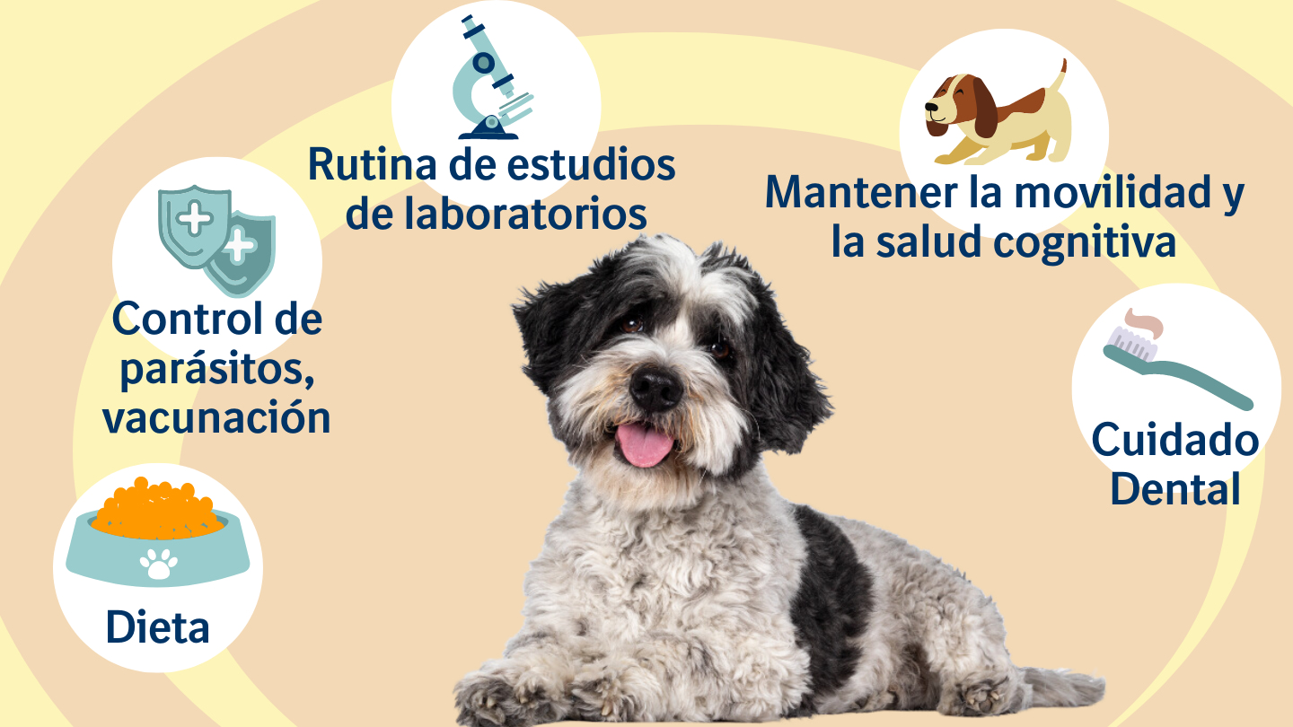 Las distintas etapas de la vida del perro | Boehringer Ingelheim