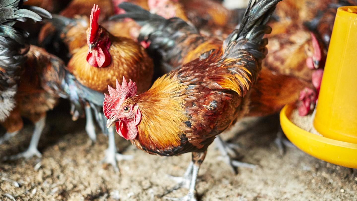 5 cosas que debes saber sobre la influenza aviar | Boehringer Ingelheim
