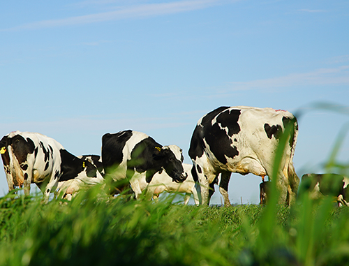 Aprueban el uso de BOVELA® en Colombia | Boehringer Ingelheim