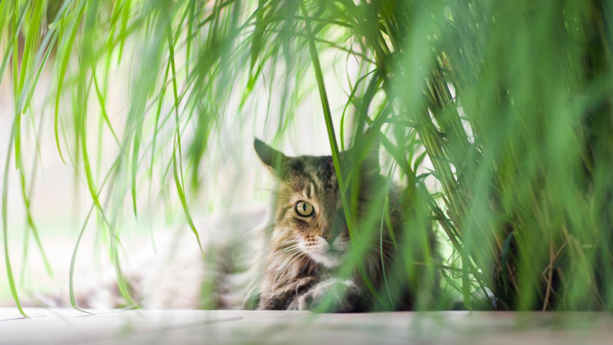 SEMINTRA 4mg/ml oral solution cats chronic kidney disease hypertension ...