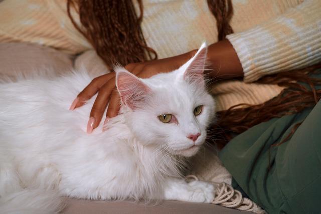 Maladie rénale chronique chez les chats | Boehringer Ingelheim FR