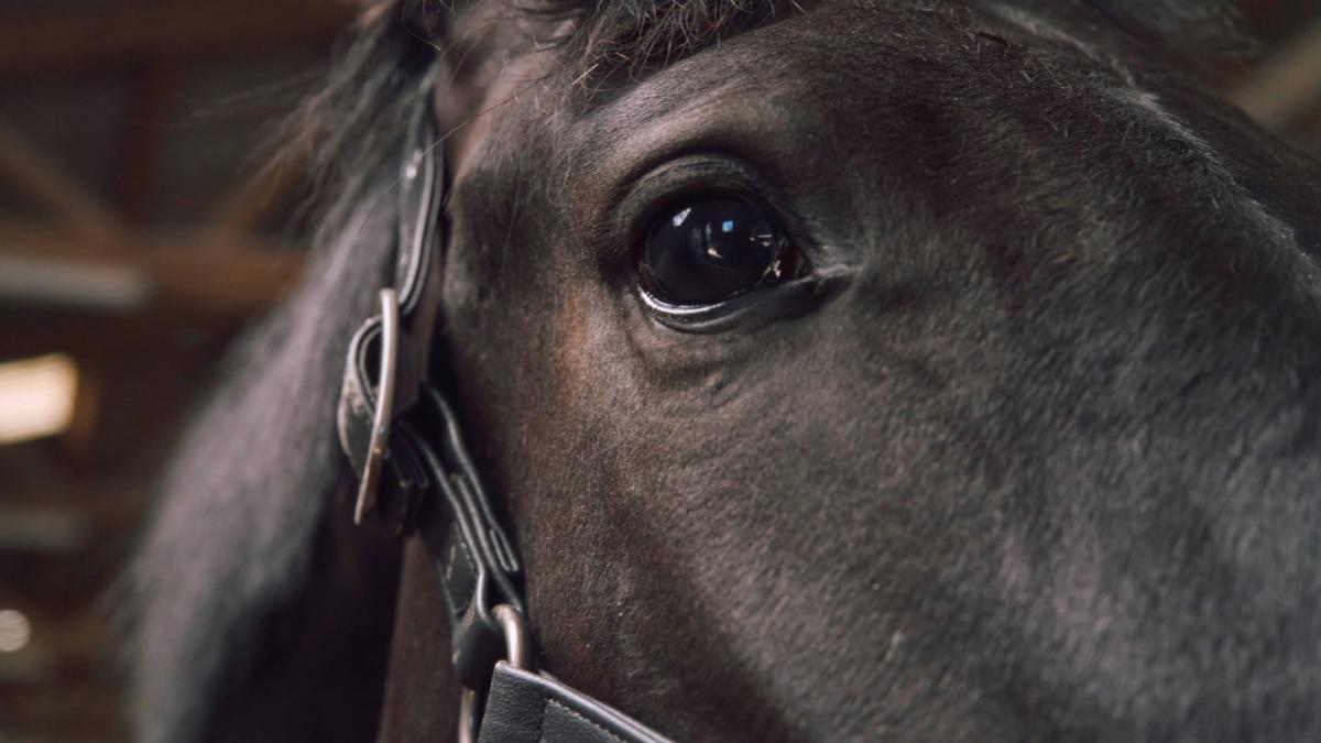 Comment prendre soin de votre cheval à chaque étape de sa vie ...
